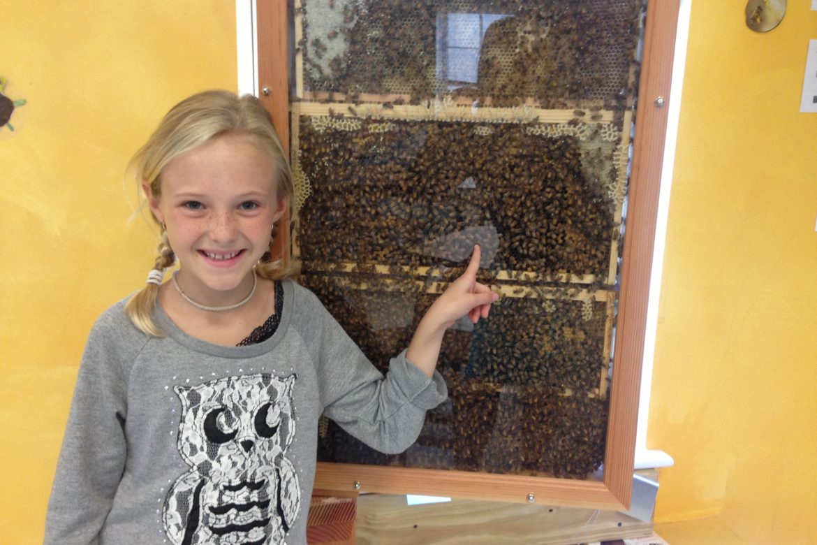 Spotlight on the Bee Cause Project - Beyond the Craft – The Sak